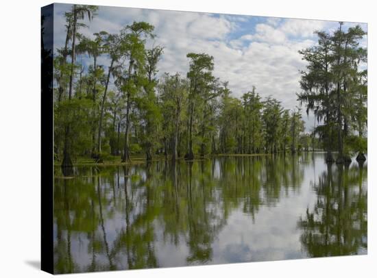 Bald Cypress Swamp Cypress Island Lake Martin Louisiana Stretched
