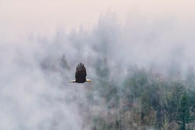 'Bald eagle in flight. Cascade mountains, Nooksack River, Pacific ...