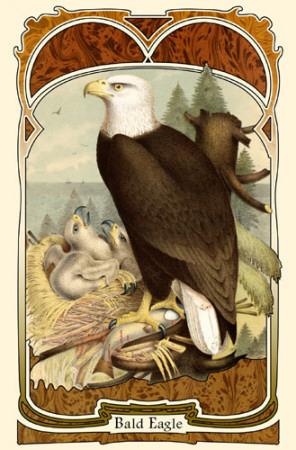 'Bald Eagle' Posters | AllPosters.com
