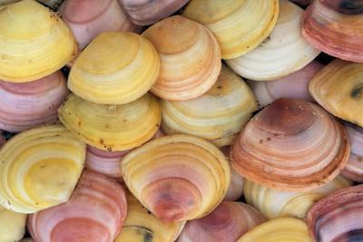 'Baltic Tellin Shells Carpet' Photographic Print | AllPosters.com