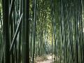 'Bamboo Forest, Ginkakuji Temple, Kyoto, Japan' Photographic Print ...