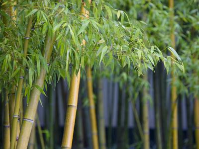 'Bamboo in Traditional Chinese Garden, Suzhou Museum, Suzhou, Jiangsu ...