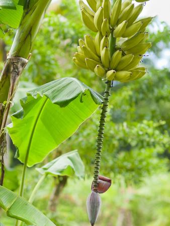 'Bananas Growing on Tree, Dominica, West Indies, Caribbean, Central ...