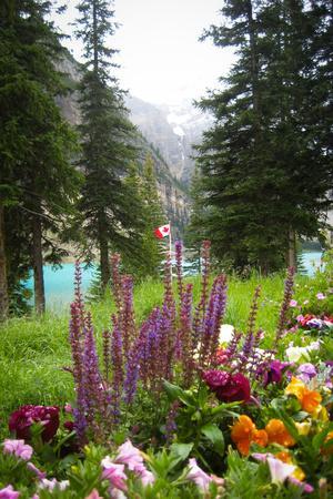 'Banff Flowers In National Park Nature Photo Poster' Prints ...