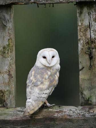 'Barn Owl, in Old Farm Building Window, Scotland, UK Cairngorms ...