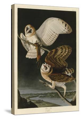 'Barn Owl' Stretched Canvas Print - John James Audubon | AllPosters.com