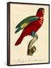 'Barraband Parrot No. 95' Posters - Jacques Barraband | AllPosters.com