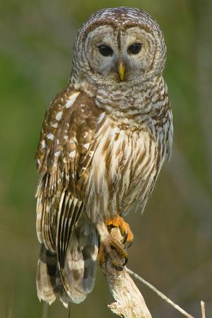 'Barred Owl on Perch, Atchafalya River Basin' Photographic Print ...