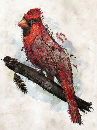 'Northern Cardinal' Prints - Barrett Biggers | AllPosters.com