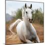 Damsel (color) - Barry Hart | AllPosters.com