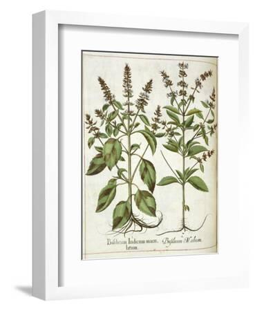 'Basil' Giclee Print | AllPosters.com