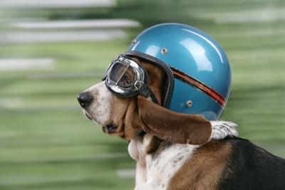 'Basset Hound Wearing Goggles and Helmet' Photographic Print ...