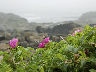 'Beach Roses Along Marginal Way, Ogunquit, Maine, USA' Photographic ...