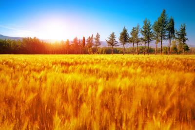 'Beautiful Autumn Landscape, Dry Golden Grass Field, High Green Pine ...