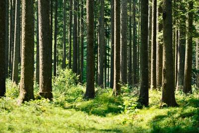 'Beautiful evergreen forest with pine trees and trail. Nature ...