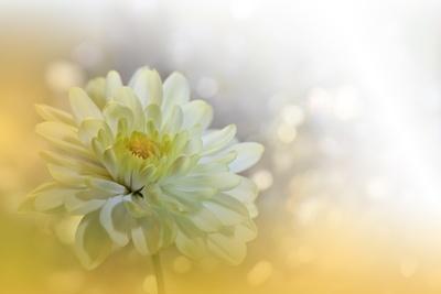Beautiful Golden Nature Background.Colorful Artistic Wallpaper.Natural ...