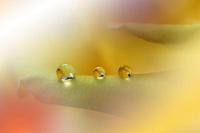 'Beautiful Golden Nature Background.Colorful Artistic Wallpaper.Natural ...