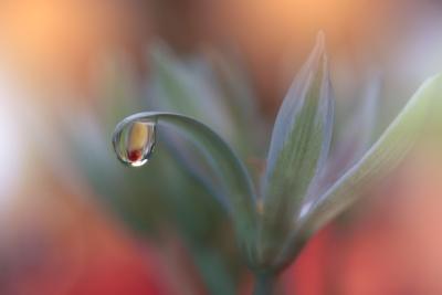 Beautiful Nature Background.Floral Art Design.Abstract Macro ...