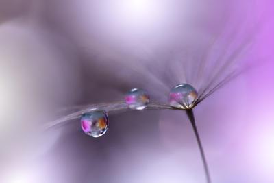 'Beautiful Violet Nature Background.Colorful Artistic Wallpaper.Macro ...