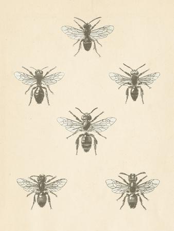 'Bee Chart II' Posters - Wild Apple Portfolio | AllPosters.com