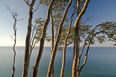 'Beech Trees on Cliffs, Log Slide Overlooking Lake Superior, Pictured ...