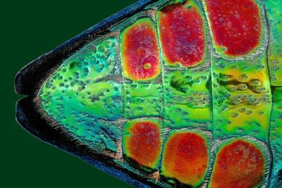 Beetle or Buprestidae, Polybothris Sumptuosa Gema. Plan Closer to the ...