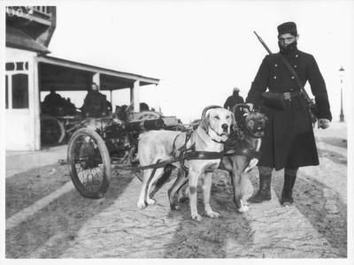 'Belgian Machine Guns Pulled by Dogs, 1914' Photographic Print ...