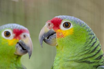 'Belize, Belize City, Belize City Zoo. Head detail of pair of Red-lored ...