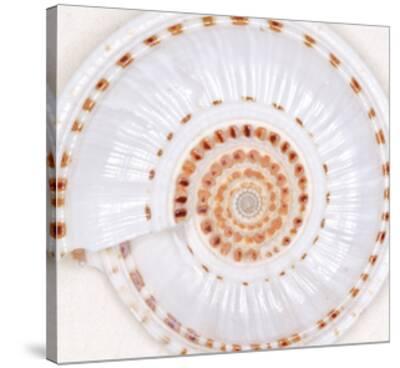 'Architect Shell - Citrine' Stretched Canvas Print - Ben Wood ...