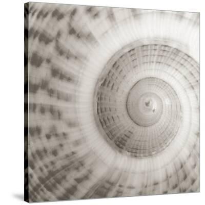 'Architect Shell - Study' Stretched Canvas Print - Ben Wood ...