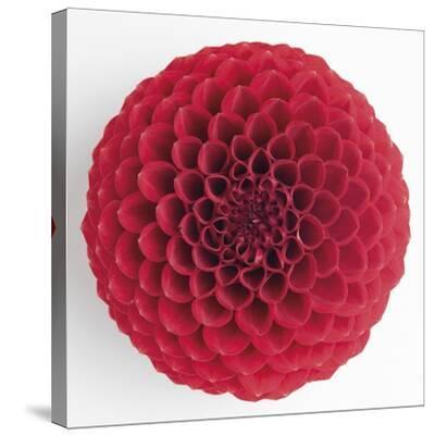'Focused Flourish - Animated' Stretched Canvas Print - Ben Wood ...