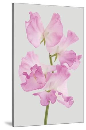 'Lively Floral - Unity' Stretched Canvas Print - Ben Wood | AllPosters.com