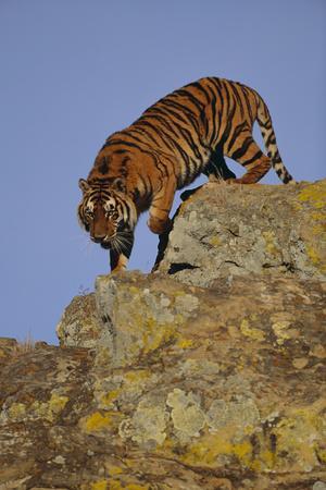 Tiger Climbing Down
