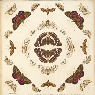 'Detail from Plate X, from A Rare Depiction of Butterflies and Moths, Pub. 1764 (Hand Coloured ...