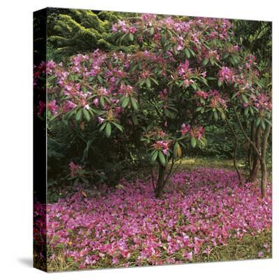 'Rhododendron' Stretched Canvas Print - Bent Rej | AllPosters.com