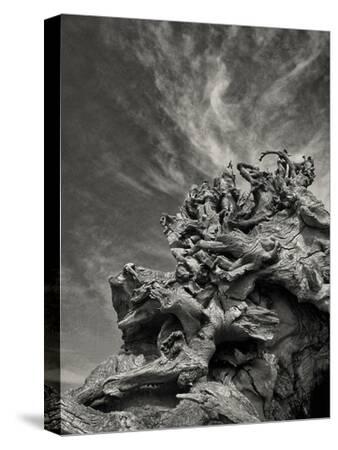 'Let The Dance Begin' Stretched Canvas Print - Bernard Webb ...