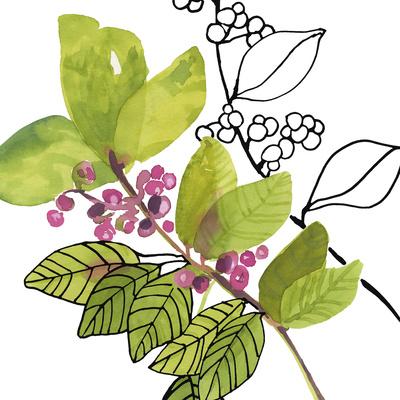 'Berry Bloom II' Giclee Print - Sandra Jacobs | AllPosters.com