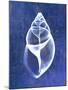 'Achatina Shell (indigo)' Giclee Print - Bert Myers | AllPosters.com