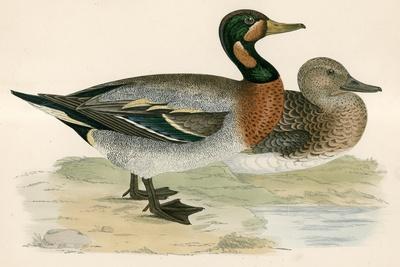'Bimaculated Duck' Giclee Print - Beverley R. Morris | AllPosters.com