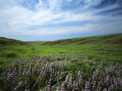 'Big Basin Prairie Preserve, Kansas, USA' Photographic Print - Charles ...