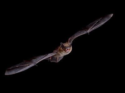 'Big Brown Bat (Eptesicus Fuscus) in Flight, in Captivity, Hidalgo ...