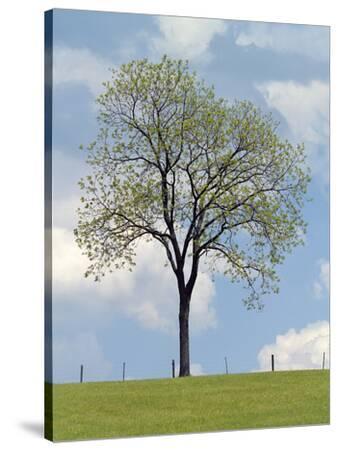 'Tree Seasons I' Stretched Canvas Print - Bill Coleman | AllPosters.com