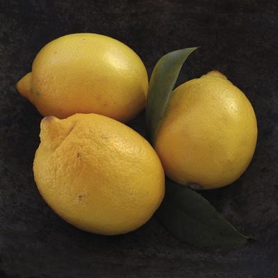 Lemon Trio Giclee Print - Bill Philip | AllPosters.com