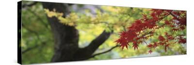 'Maple Glade VII' Stretched Canvas Print - Bill Philip | AllPosters.com