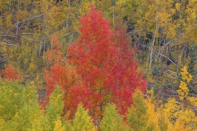 'A Dazzling Display Of Color' Photographic Print - Bill Sherrell ...
