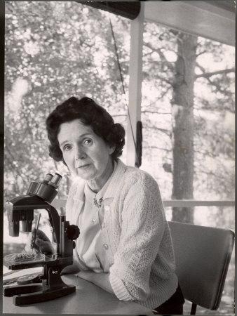 'Biologist Author Rachel Carson Working with Microscope at Her Home ...