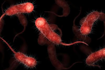 'Biomedical illustration of vibrio vulnificus bacteria on black ...