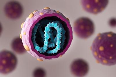 'Biomedical illustration showing the cross section of hantavirus ...
