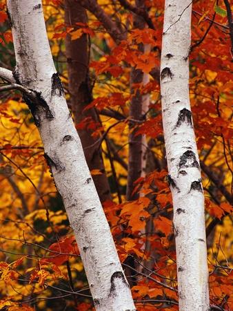 'Birch and Maple Trees in Autumn' Photographic Print - Darrell Gulin ...