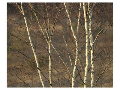'Birch Branches at Dusk' Posters | AllPosters.com